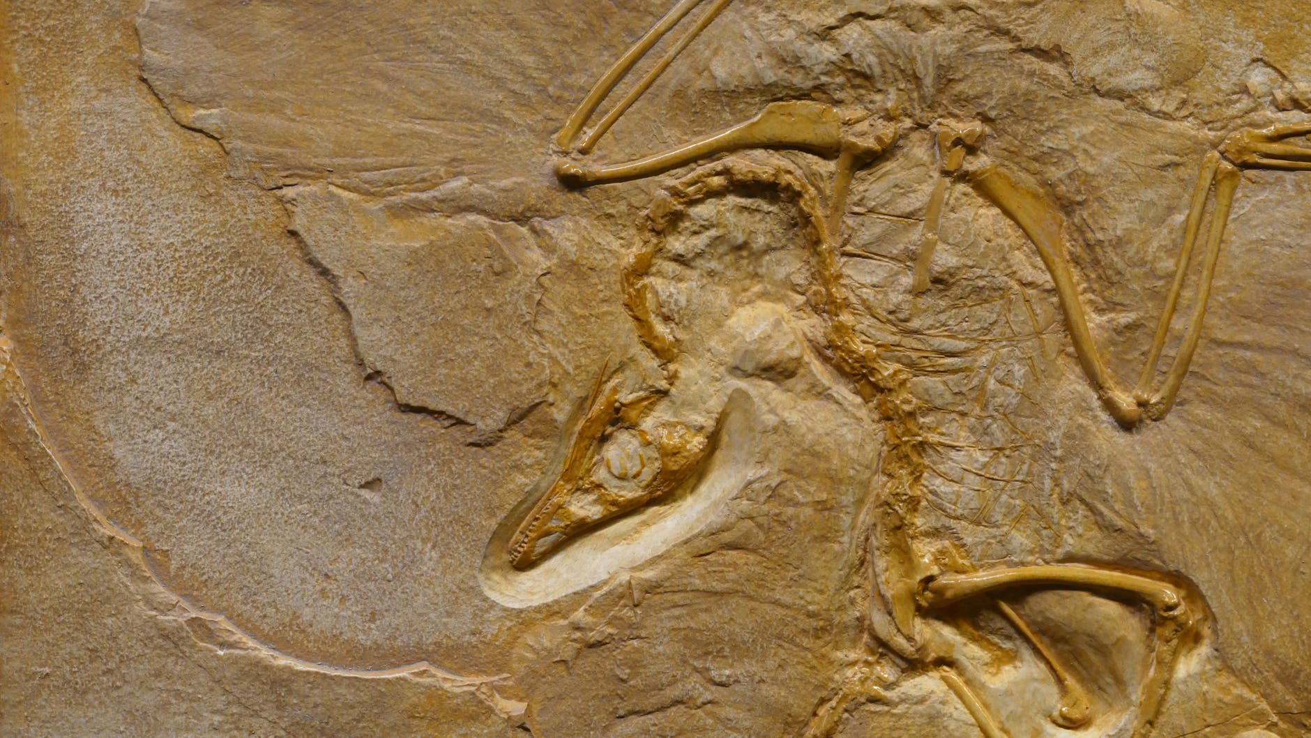 Can You Keep Fossils in Alberta? - Know Alberta